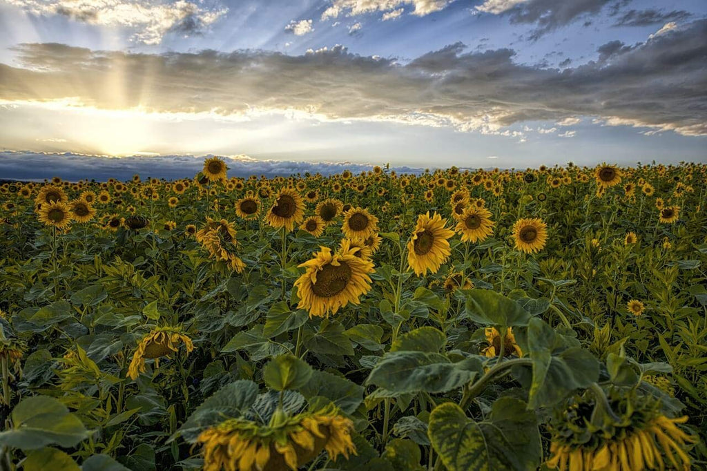 sunflower petals for calming tea