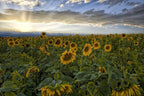 sunflower petals for calming tea