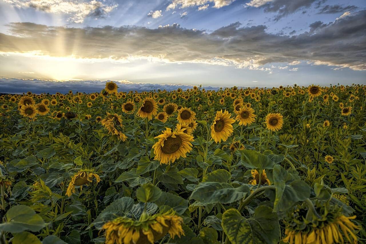sunflower petals for calming tea