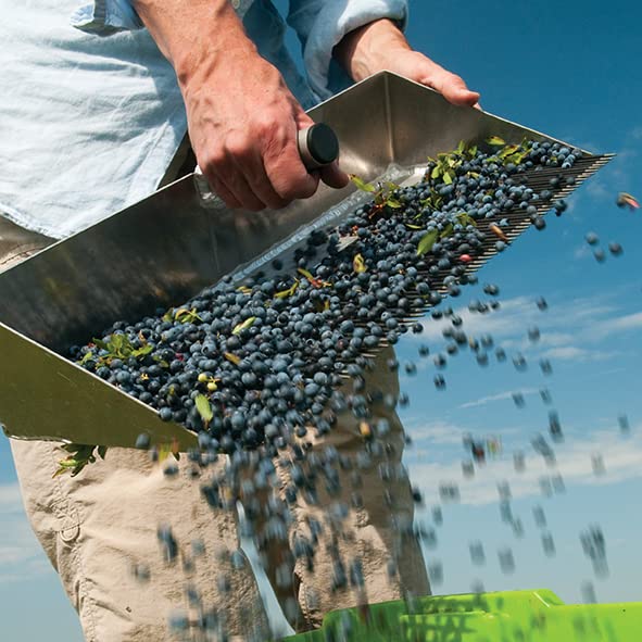 superfood for blended vitamins