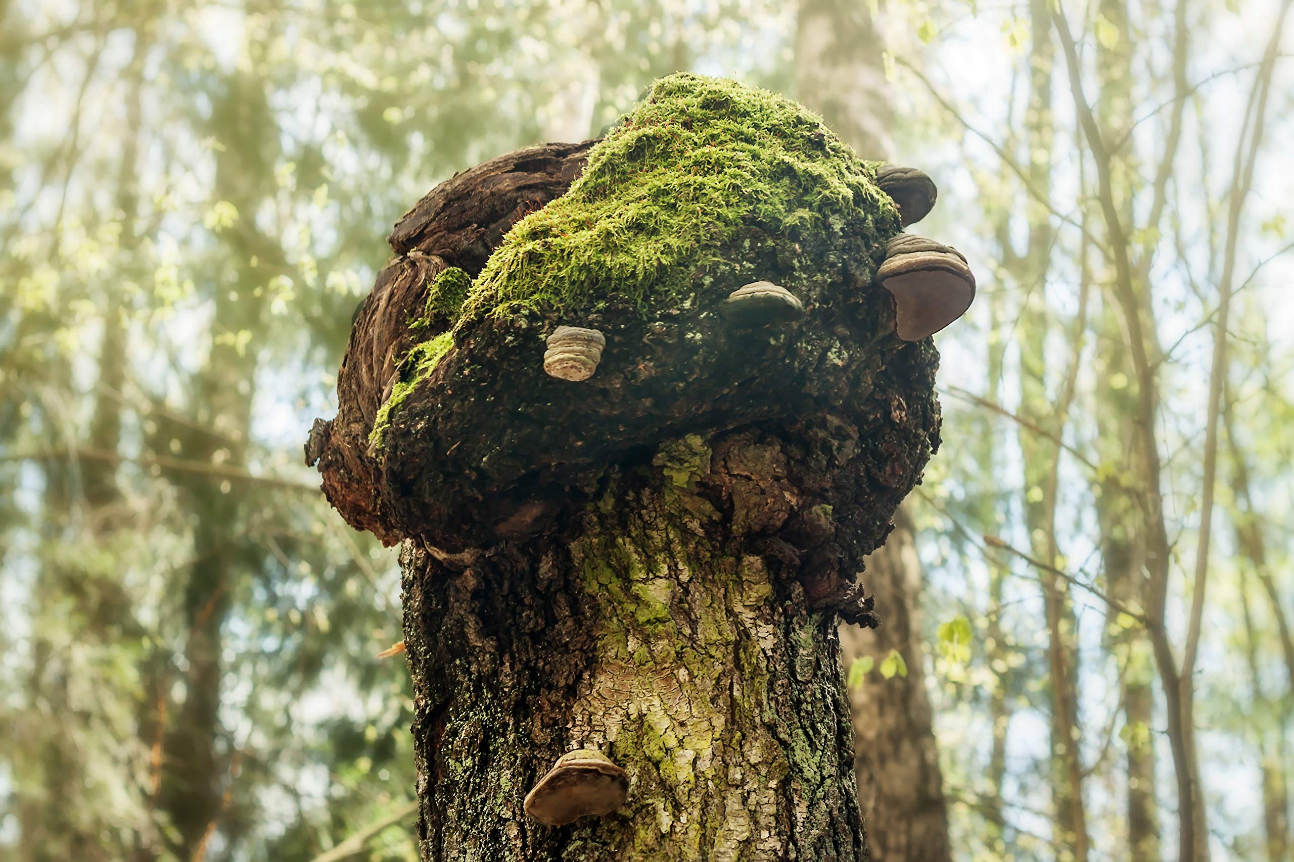 superfood mushrooms for overall wellness