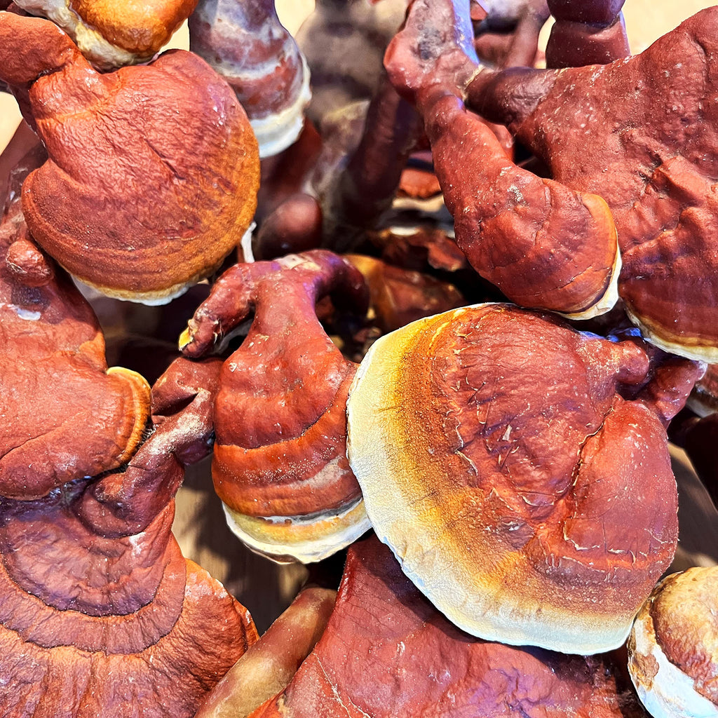 superfood mushrooms for wellness