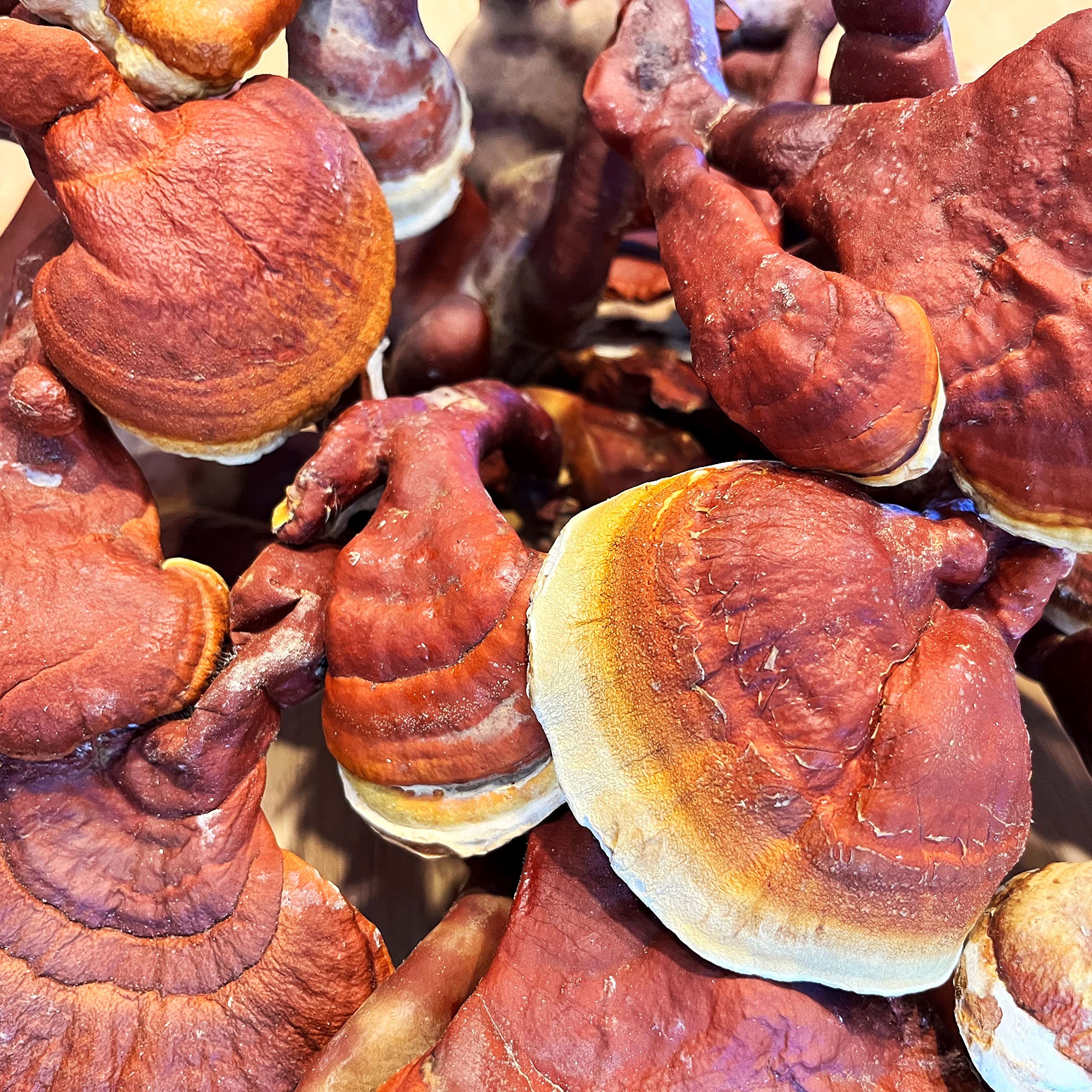 superfood mushrooms for wellness