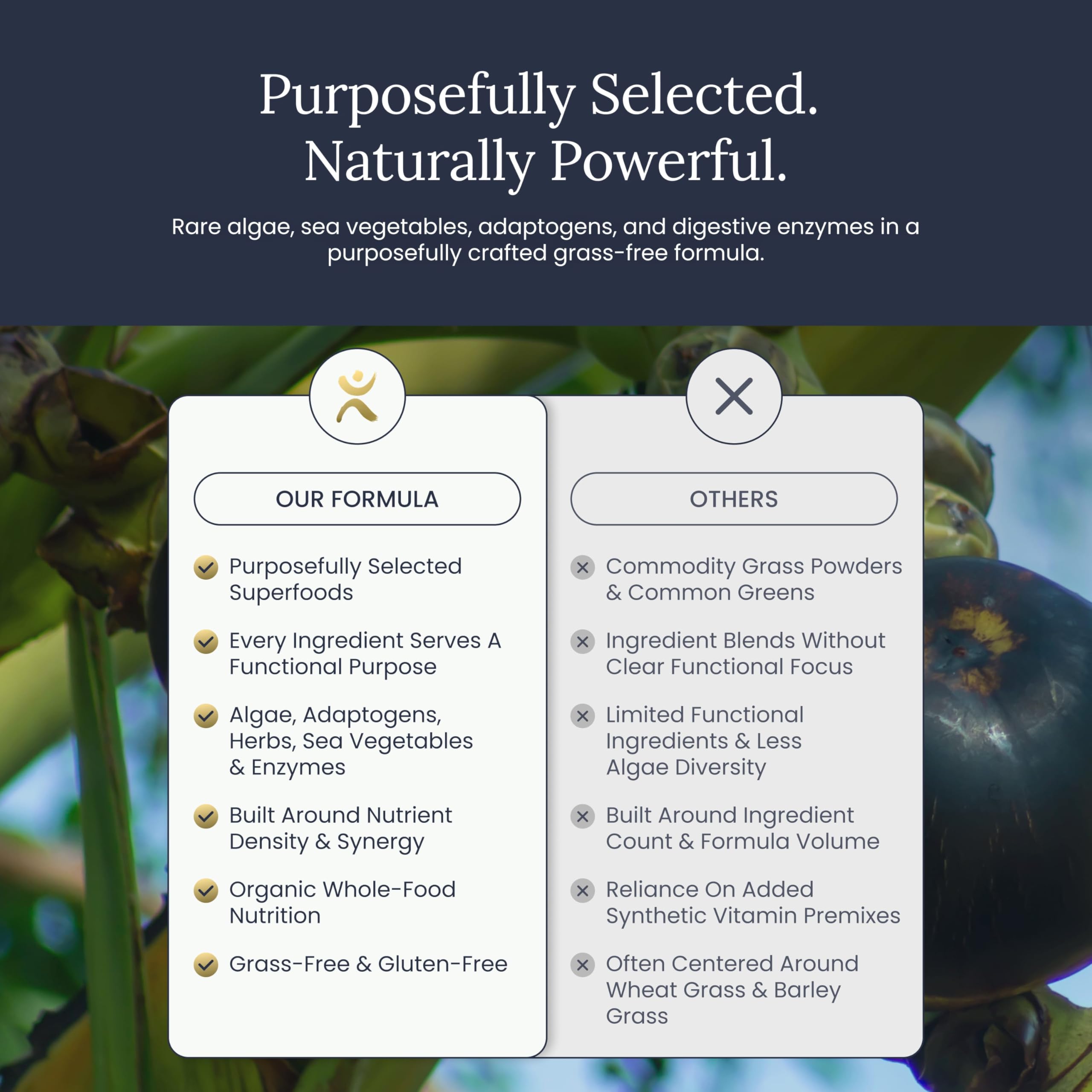 superfood powder for active lifestyles