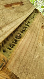 Superfood propolis for vitality and health