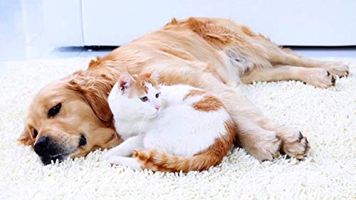 support bladder health in cats
