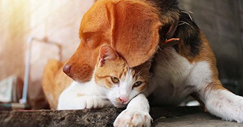 support bladder health in cats