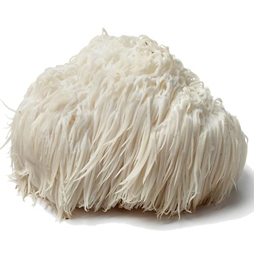 support brain health with mushrooms