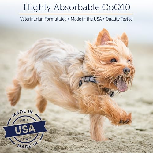 support cellular energy with CoQ10