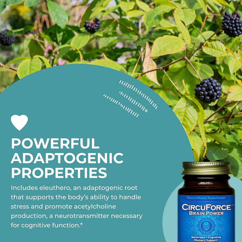 support cognitive function Ginkgo Biloba
