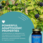 support cognitive function Ginkgo Biloba