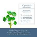 support cognitive function Gotu Kola