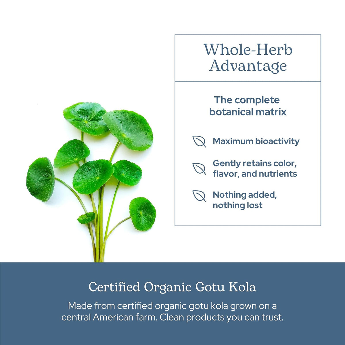 support cognitive function Gotu Kola