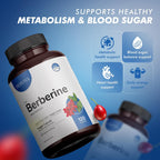 support digestive health with berberine