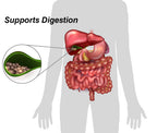 support digestive health with enzymes