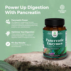support digestive health with enzymes