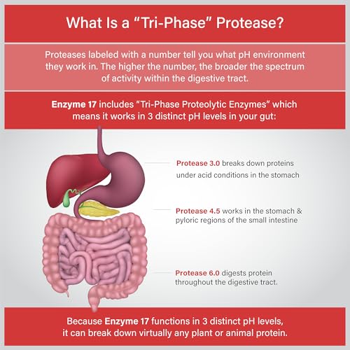 support digestive health with enzymes