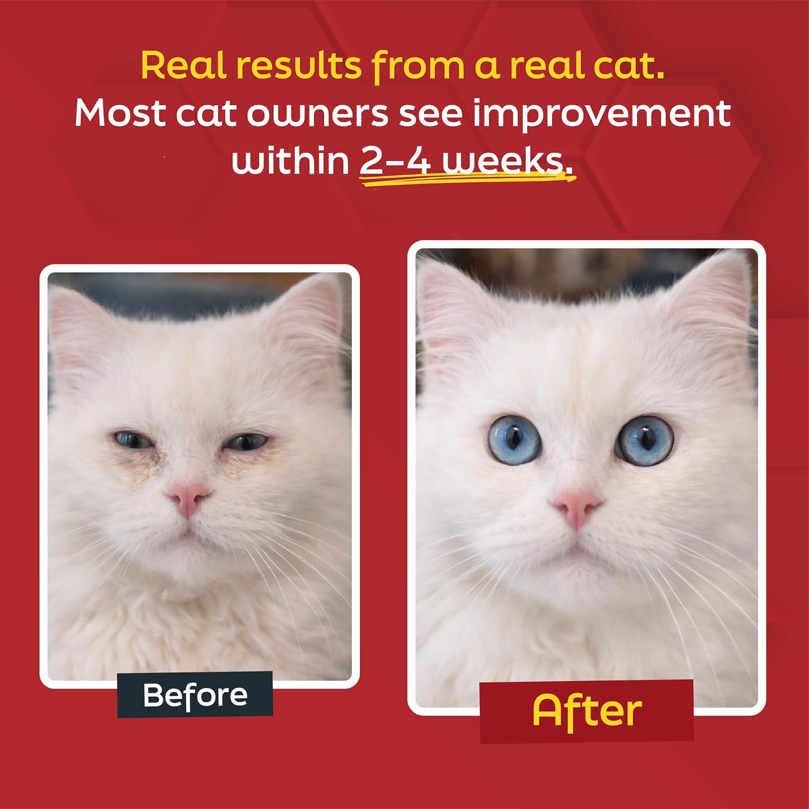 Support feline immune system health