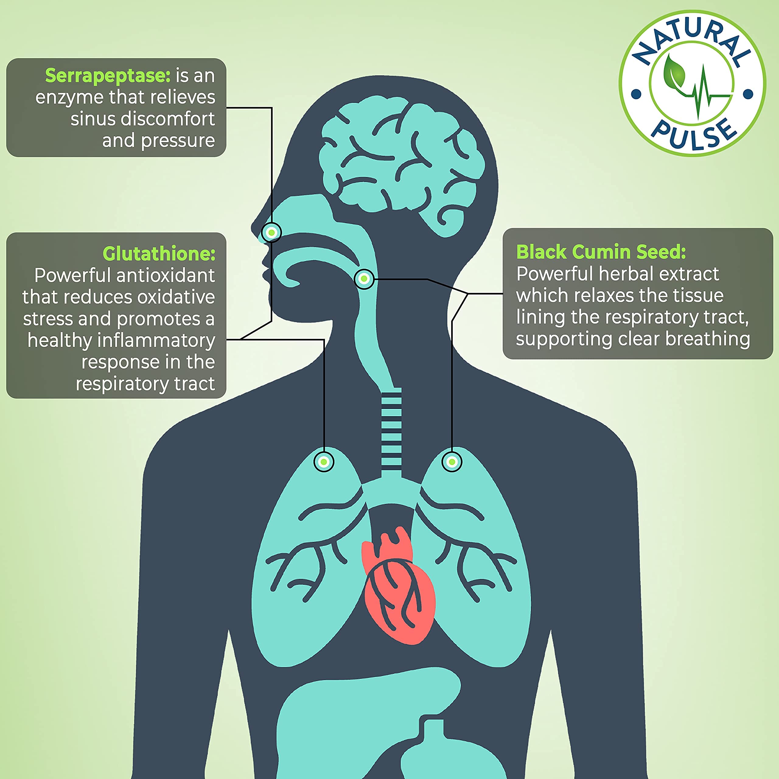 Support for sinus and lung function