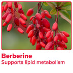 Support healthy cholesterol levels