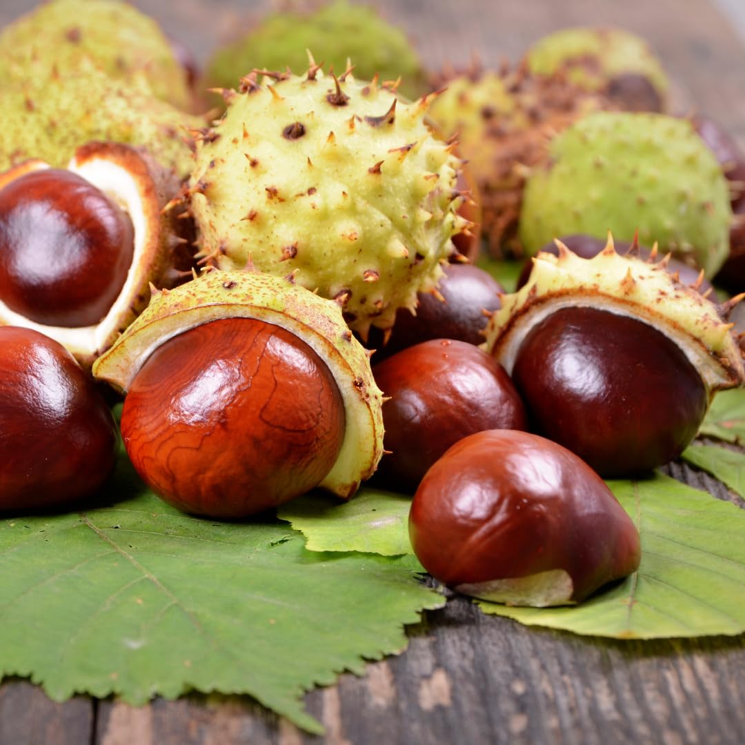 support healthy circulation with Horse Chestnut