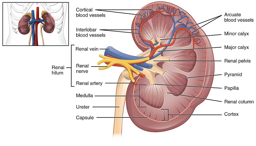 Support healthy kidney function