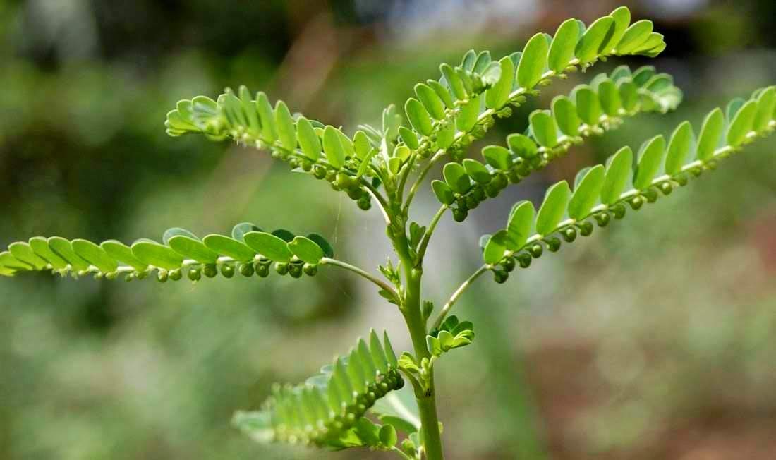 support healthy uric acid levels