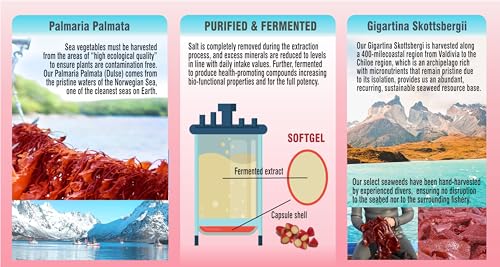 support immune health with algae