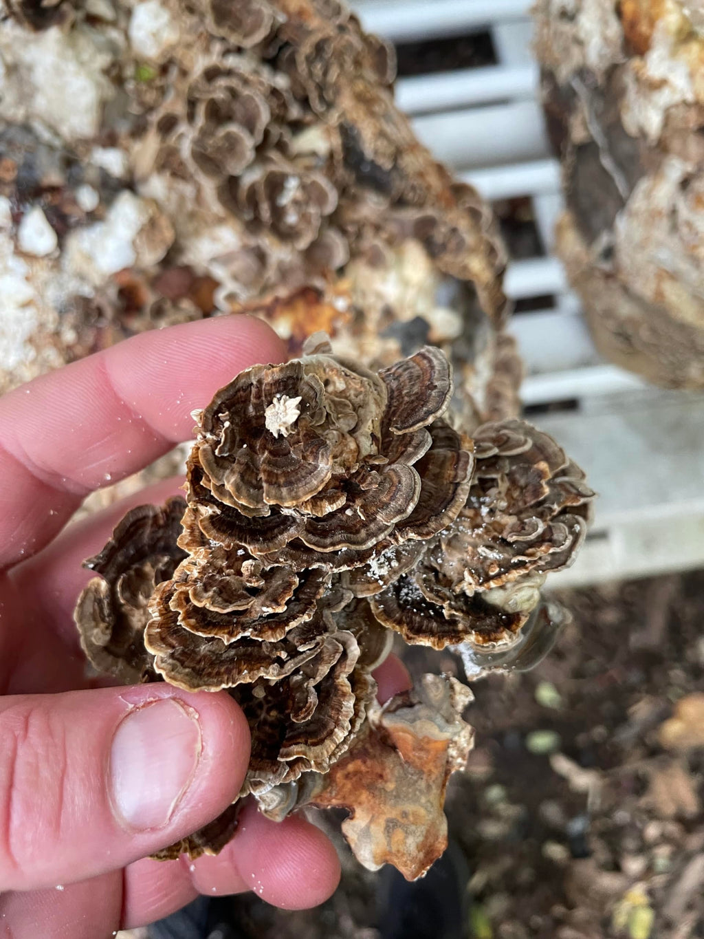 support immune health with mushrooms