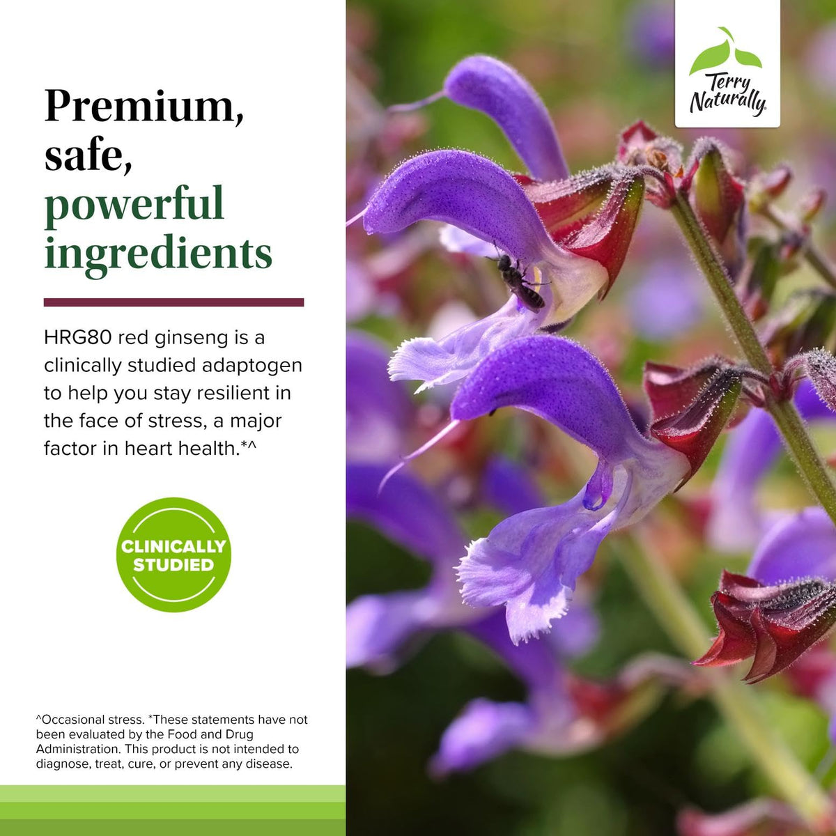 Support immune health with Red Sage