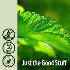 support immune system with nettle