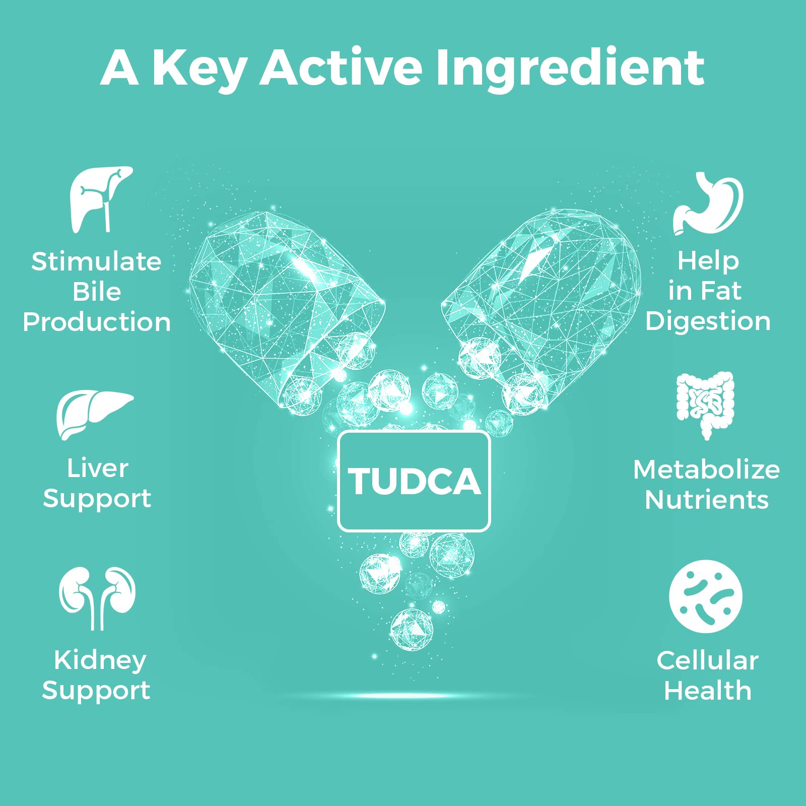 support liver function with TUDCA