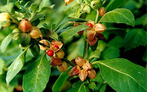 support mental clarity with ashwagandha