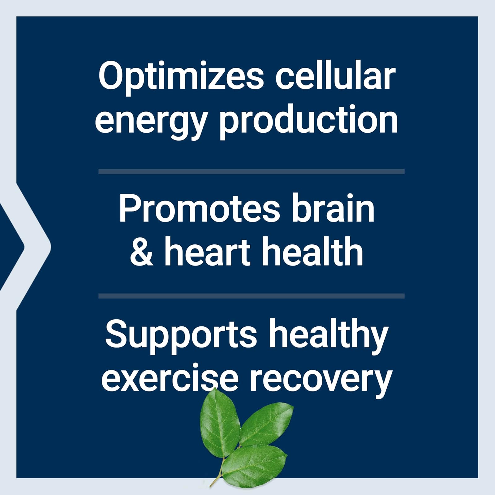 support metabolism with acetyl l-carnitine