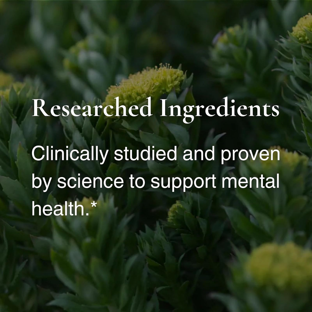 support mood balance with Rhodiola