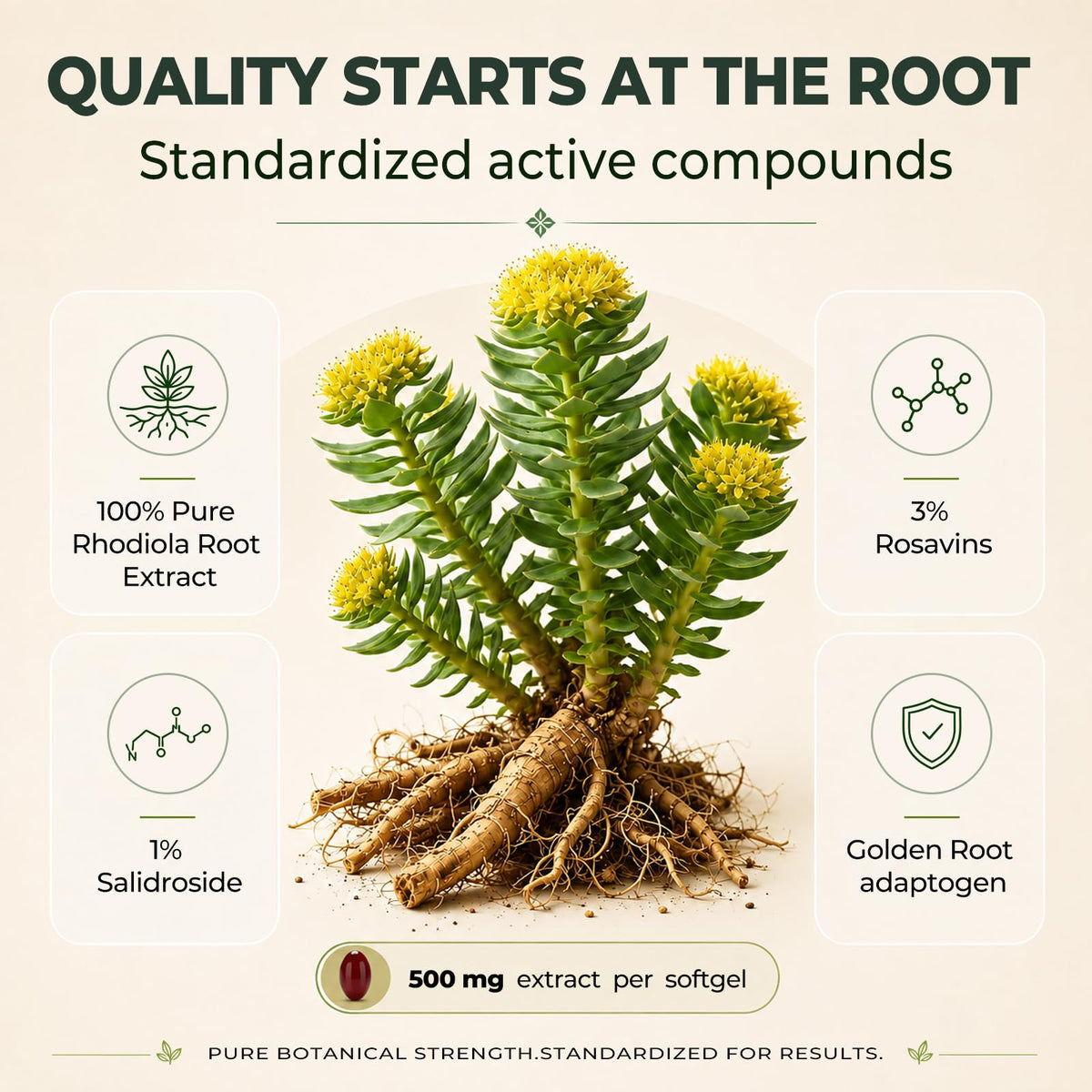 Support mood with Rhodiola Rosea
