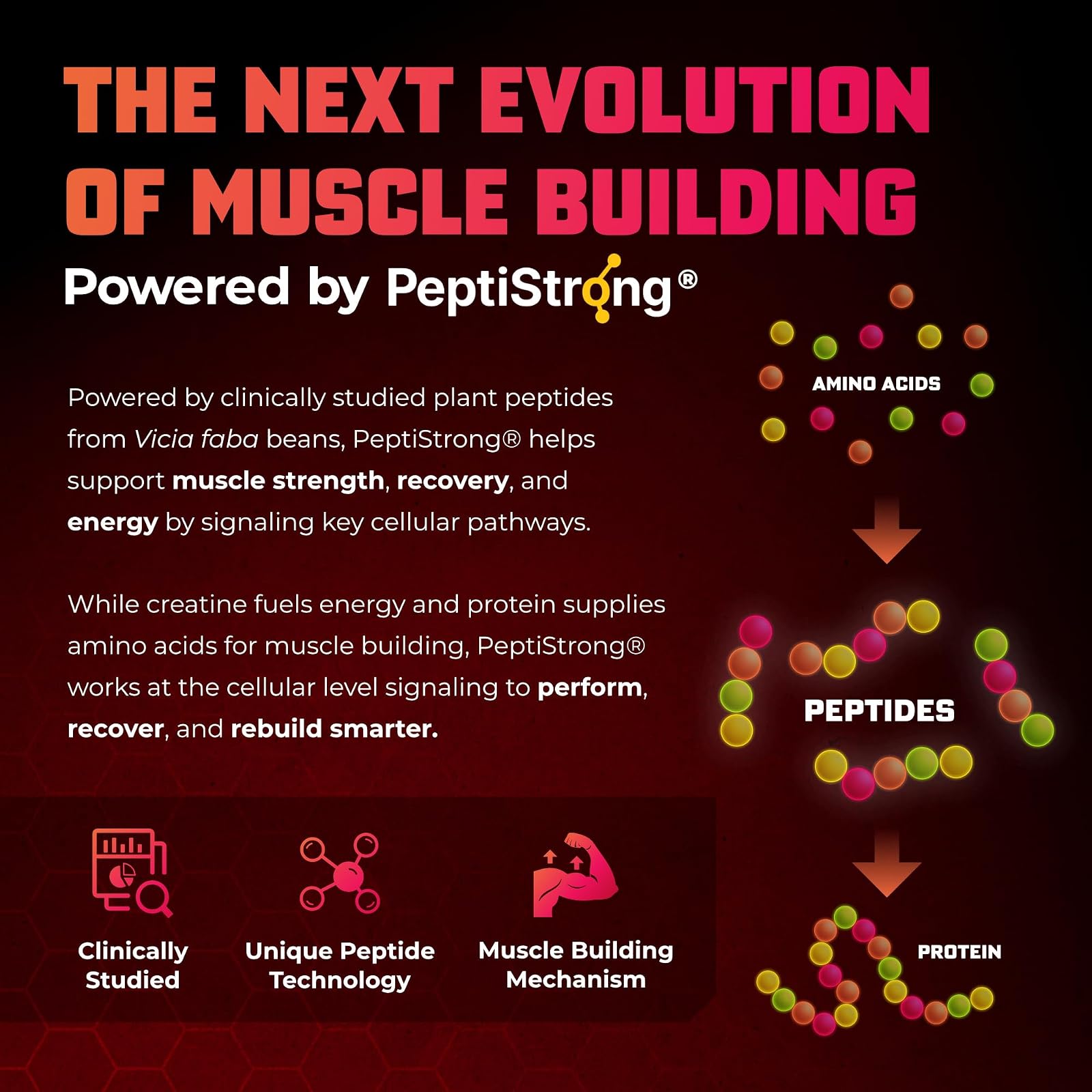 support muscle growth PeptiStrong formula