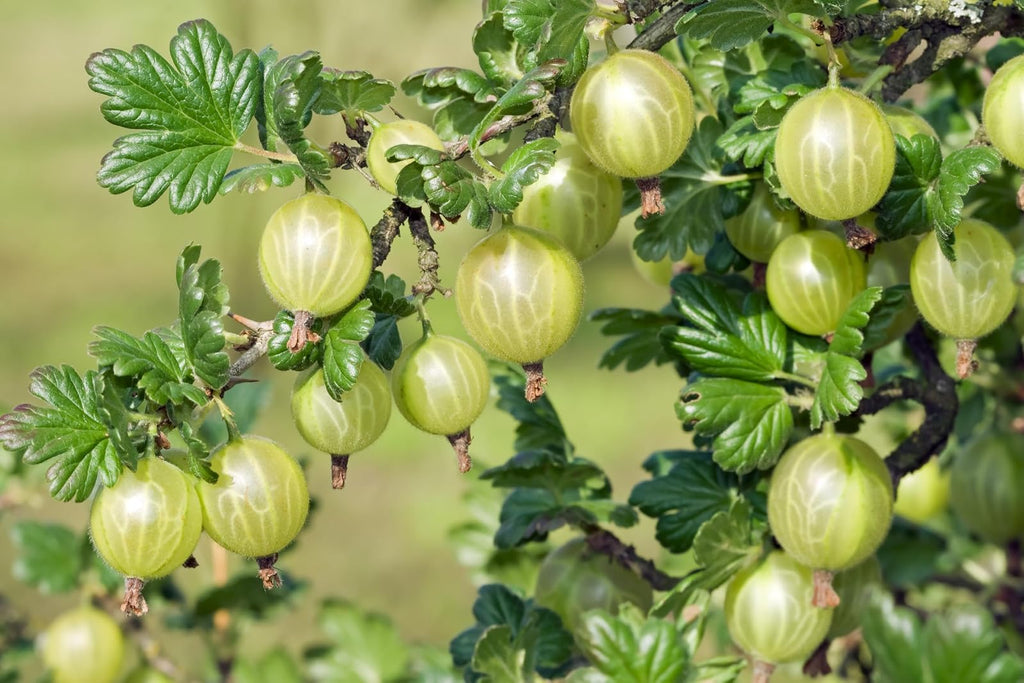 support overall health with QNL