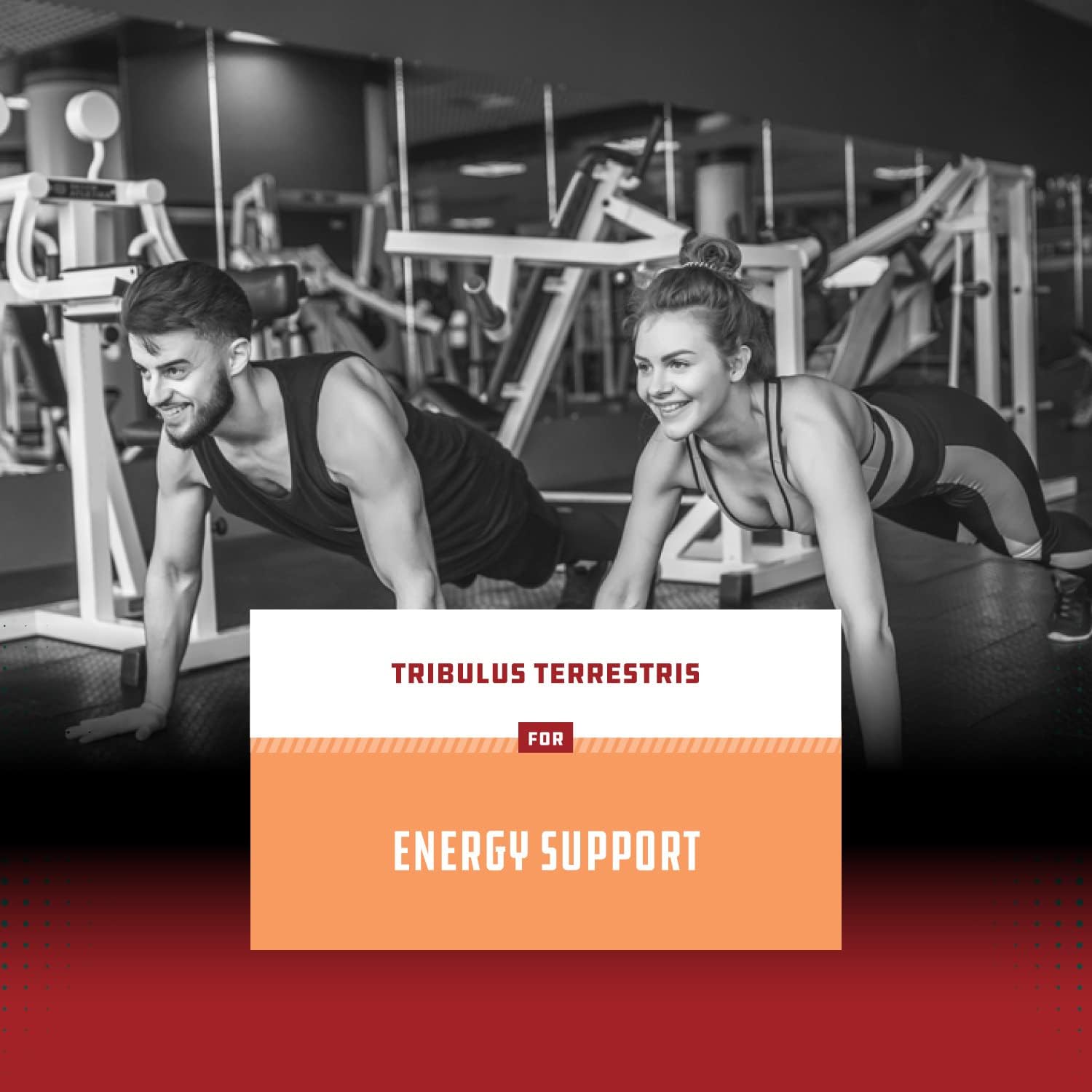 support recovery with tribulus extract