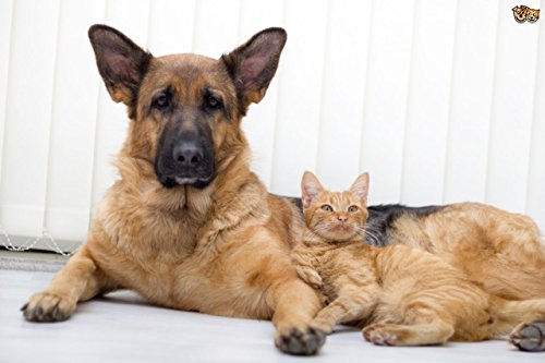 Support urinary function in dogs