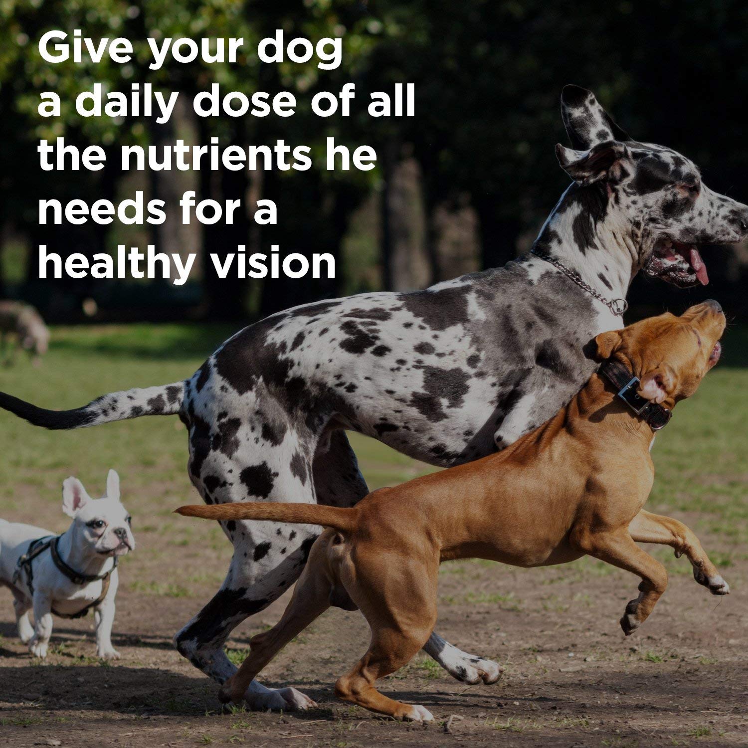 support your dog's eye health naturally