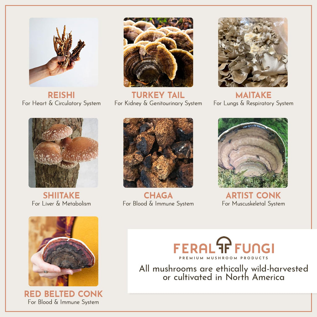 support your health with mushrooms