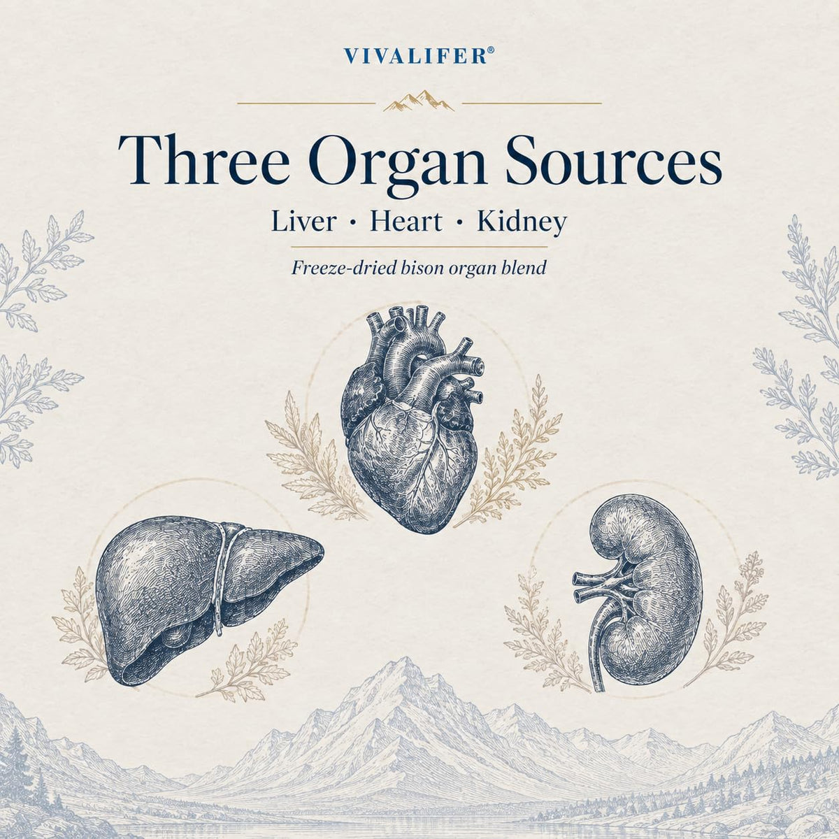 support your health with organ supplements
