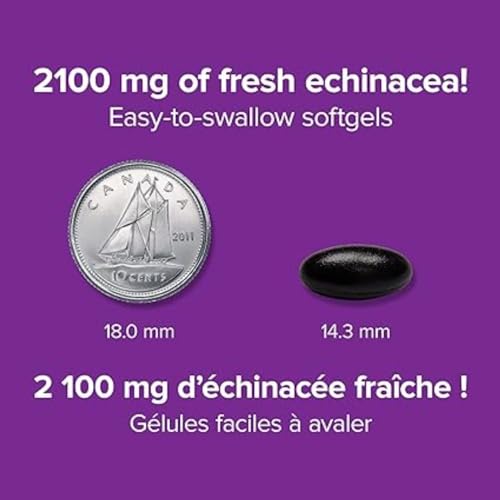 support your immune system echinacea