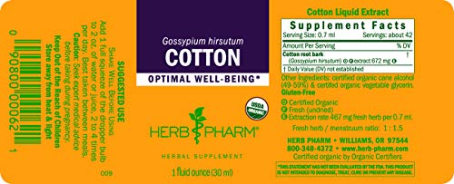 support your immune system with echinacea