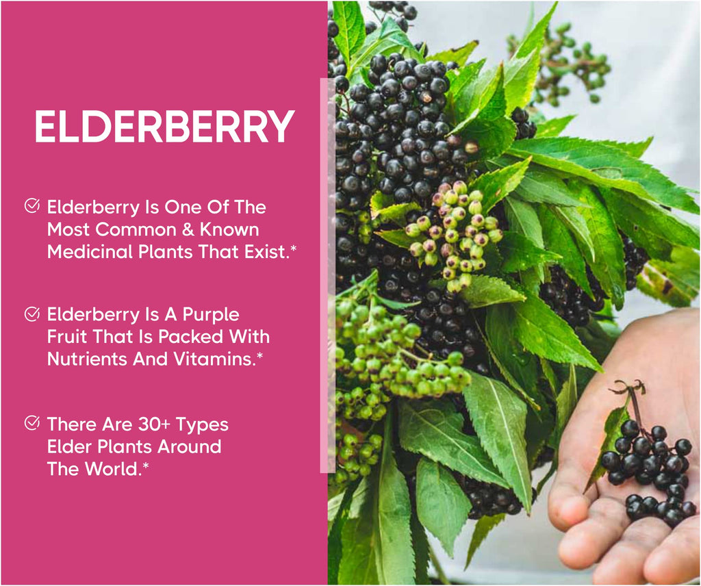 support your immune system with elderberry