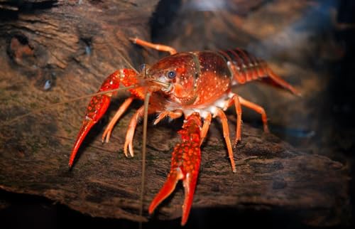 supportive shells for crab habitats