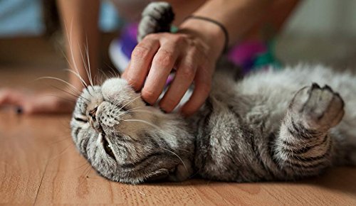 supportive urinary tract chews for cats