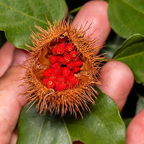 supports cardiovascular health vitamin e