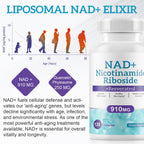 Supports cellular energy production